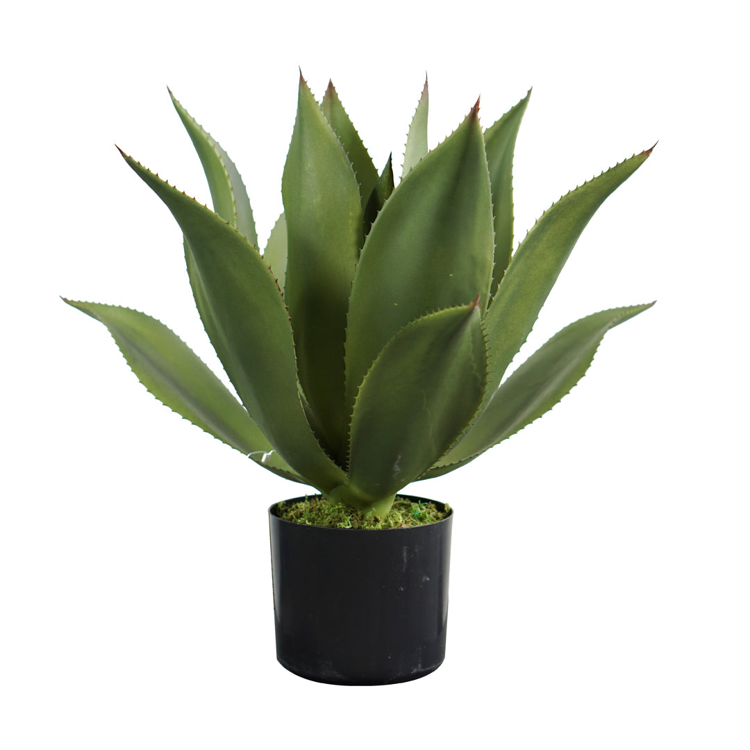 Agave en Maceta -A49 – cornerhomemx